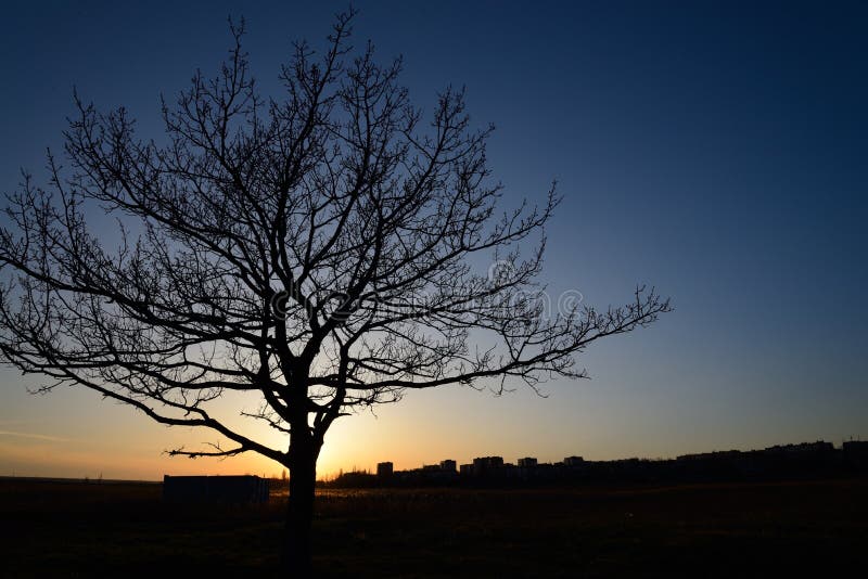 Tree at sunset stock photo. Image of spreading, large - 39875726