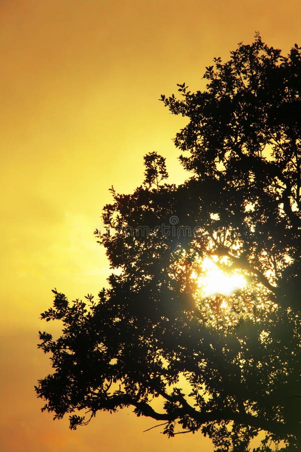 Tree at Sunset stock photo. Image of natural, dusk, park - 34905428