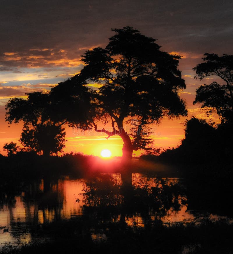 Tree at Sunset - Square stock image. Image of kruger - 62431773