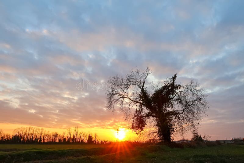 Tree Sunset Sun Backlight Clouds Bright Color Stock Photo - Image of ...
