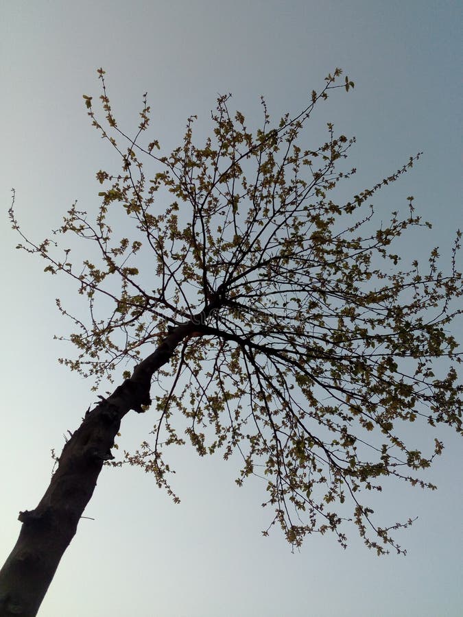 Tree in Sunset Time with Clear Blue Skies Stock Image - Image of time ...