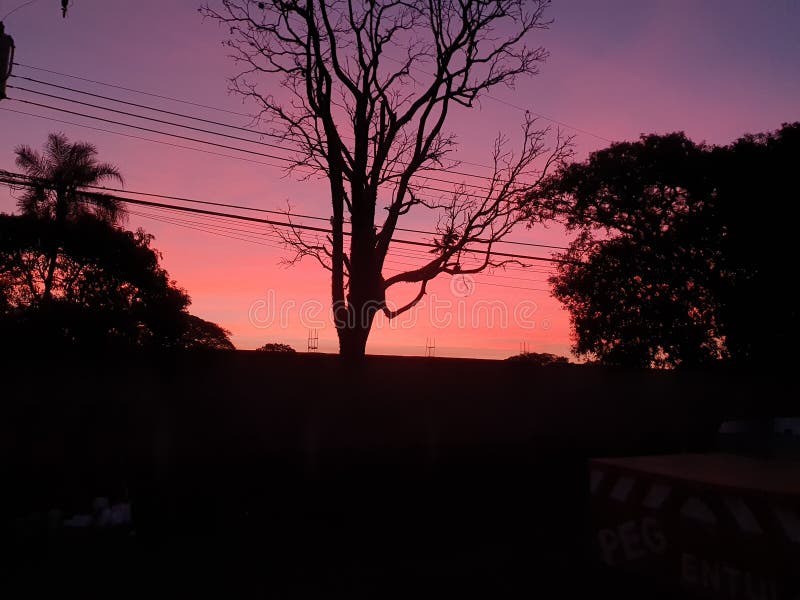 Tree and the sunset editorial photography. Image of sunset - 226091877