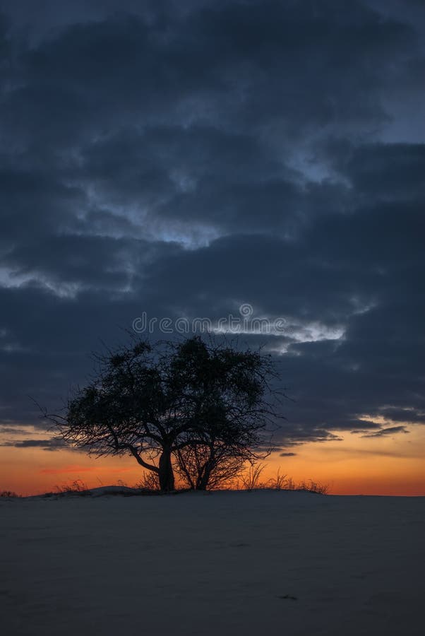 Tree at sunset in winter stock photo. Image of nature - 30203282
