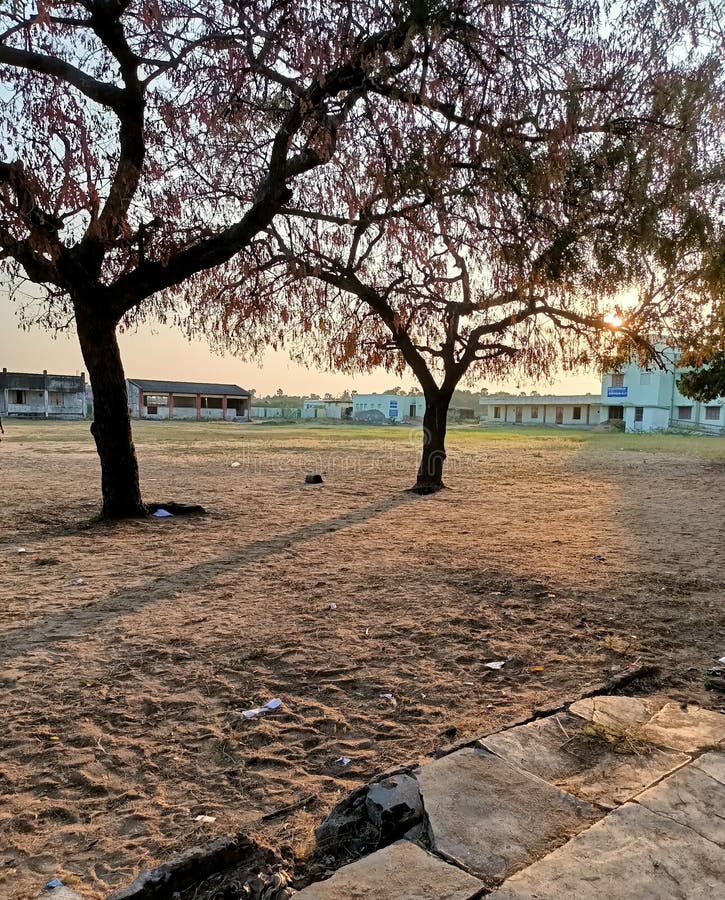 Tree and Sunsets Pretty School Stock Image - Image of tree, school ...
