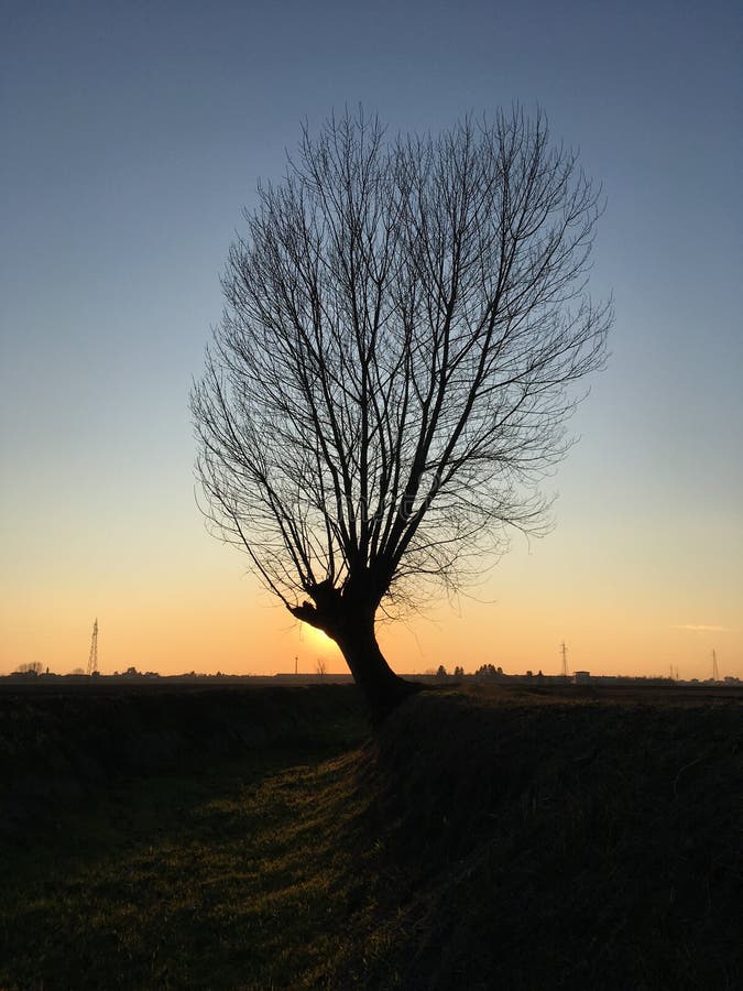 Tree sunshine sky stock photo. Image of albero, tree - 132767650