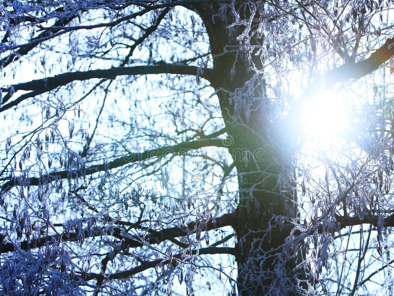 Tree sunshine snow sunray stock image. Image of christmas - 11561341