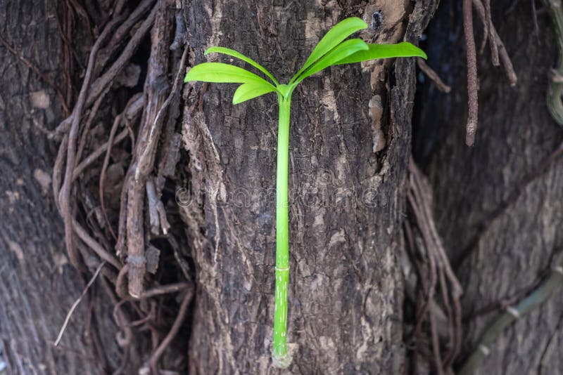 Tree Support New Life, Green Plant Growing on Tree. Stock Photo - Image ...