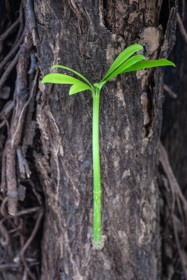 Green Plant Growing on Dead Tree Trunk, Green Plant on Stump, Young ...