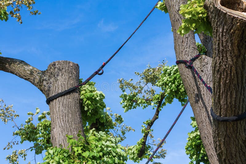 Tree support stock image. Image of climbing, medical - 43928121