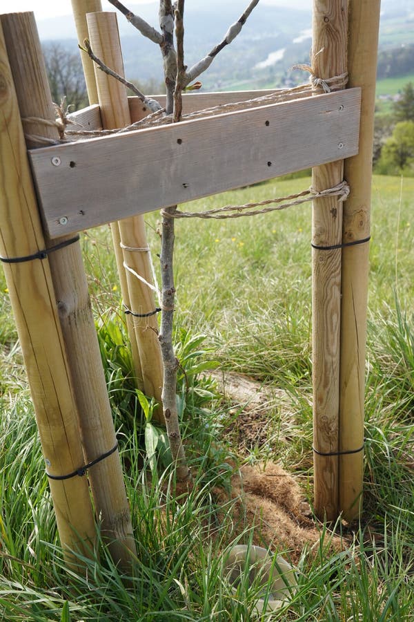 Tree Support stock image. Image of wood, timber, branch - 82403409