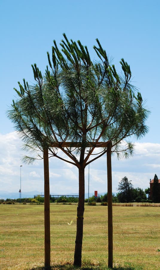 Tree Supported by Poles stock image. Image of support - 5576175