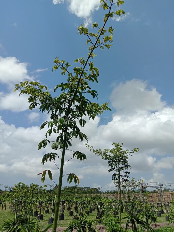 This is a Tree for Supporting Dragon Fruit Planting in East Java. Stock ...