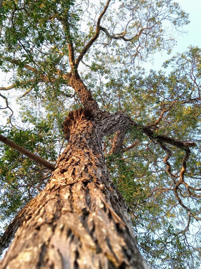 Tree supporting human life stock image. Image of life - 279764283