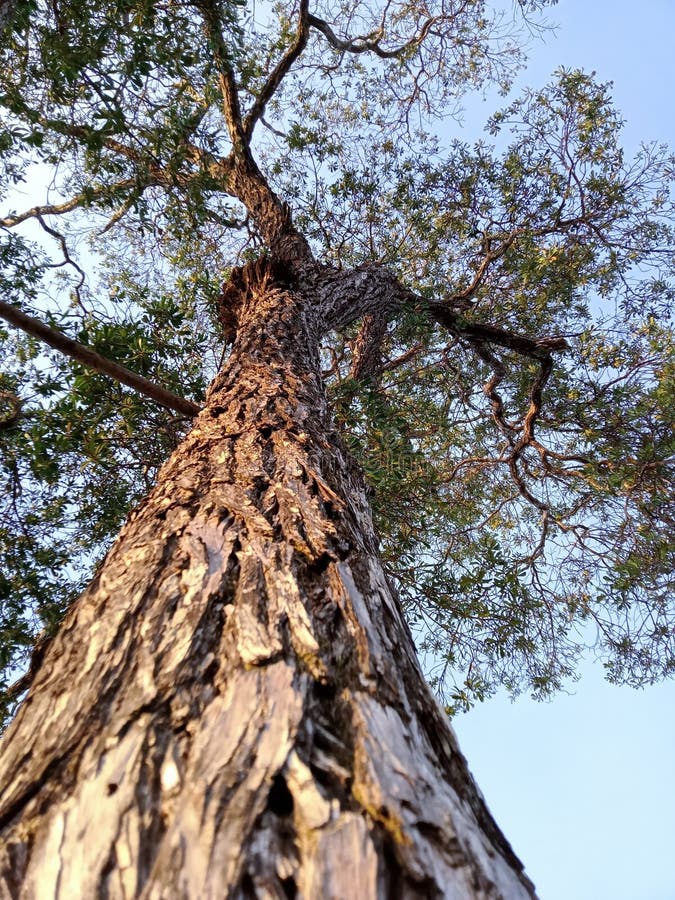 Tree supporting human life stock image. Image of supporting - 279764329