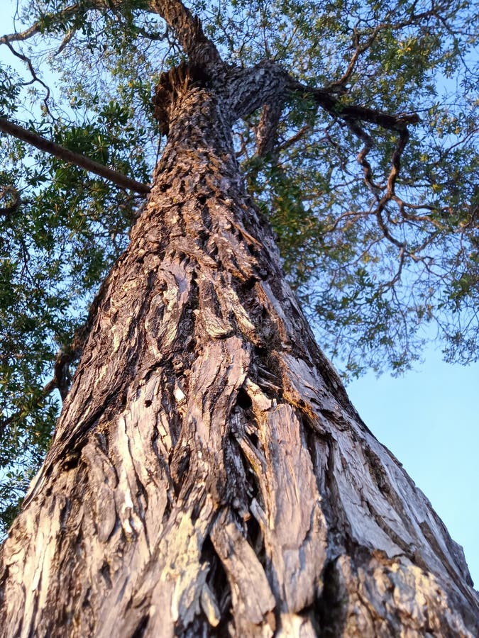 Tree supporting human life stock image. Image of nature - 279764353