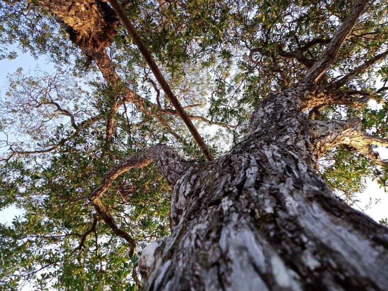 Tree supporting human life stock image. Image of human - 279764377