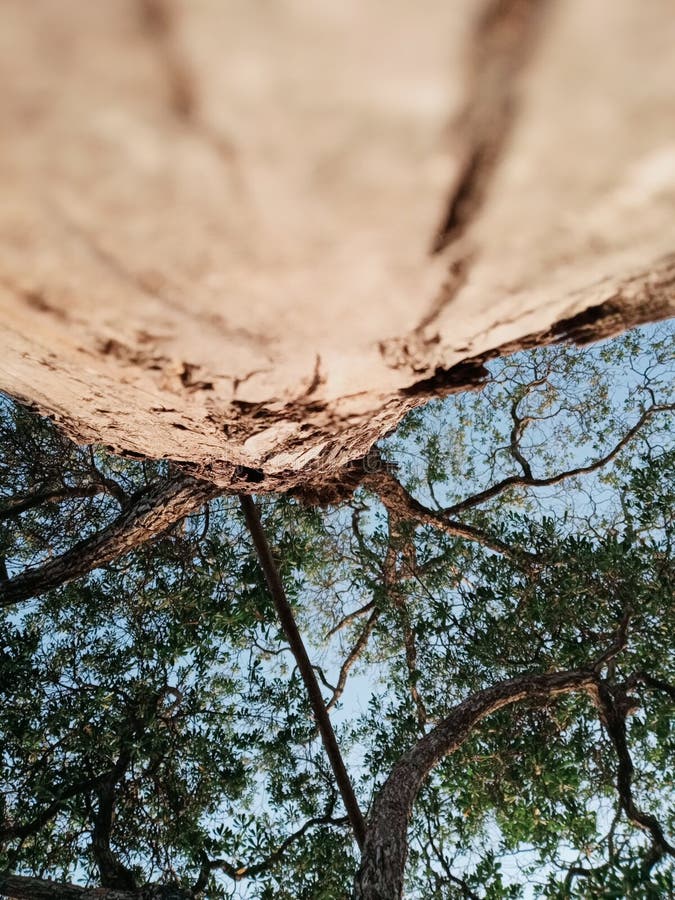 Tree supporting human life stock image. Image of winter - 279764417