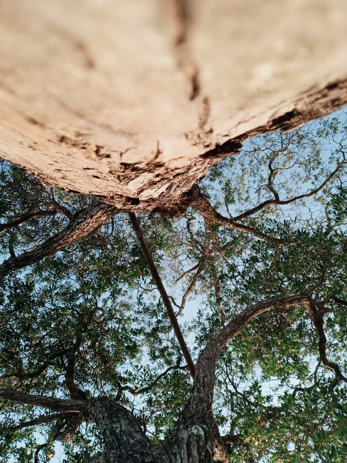 Tree supporting human life stock photo. Image of woodland - 279764434