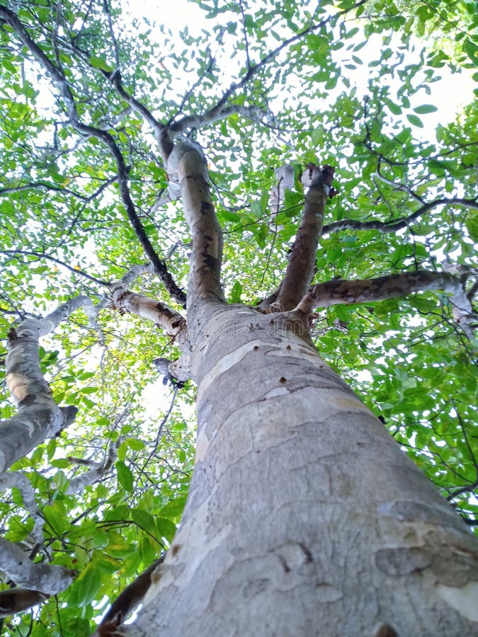 Tree supporting human life stock image. Image of trunk - 279764499
