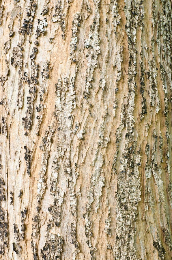 Tree surface stock photo. Image of nature, closeup, texture - 25923096