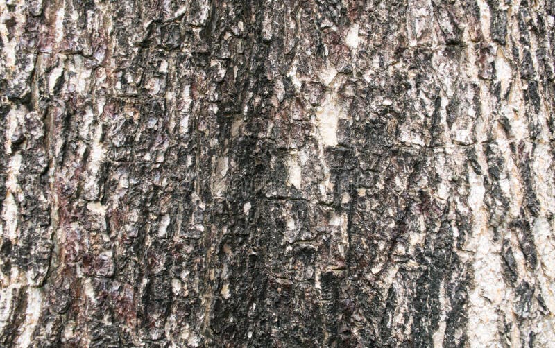Tree surface stock image. Image of rough, surface, isolated - 60538255