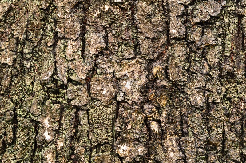 Tree Surface Image Background Stock Photo - Image of brown, exterior ...
