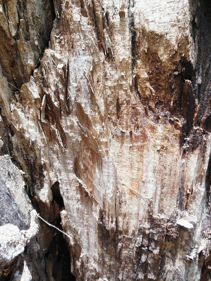 Tree Surface stock image. Image of surface, tree, forest - 121330407