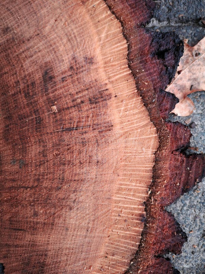 Tree Surface Patterns and Textures Stock Photo - Image of trees ...