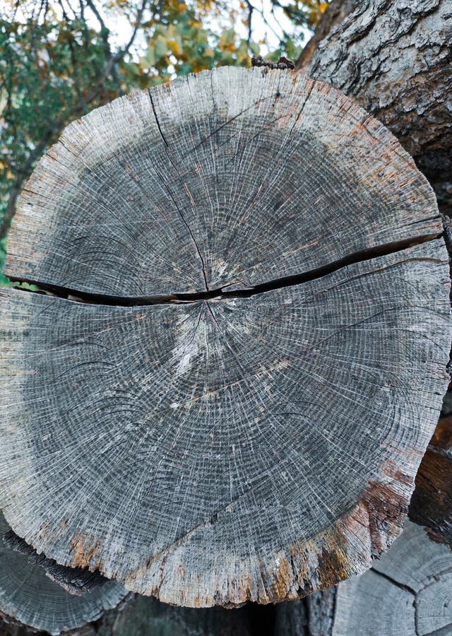 Tree Surface Patterns and Textures Stock Image - Image of curves ...