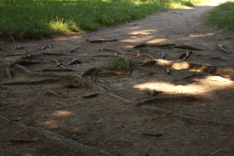 Tree with a Surface Roots Exposed Stock Photo - Image of wetland ...