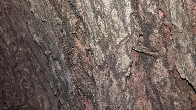 Tree surface texture stock photo. Image of located, wood - 69694746