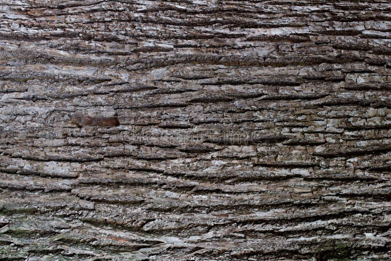 Tree surface stock photo. Image of tree, plants, trees - 119457952