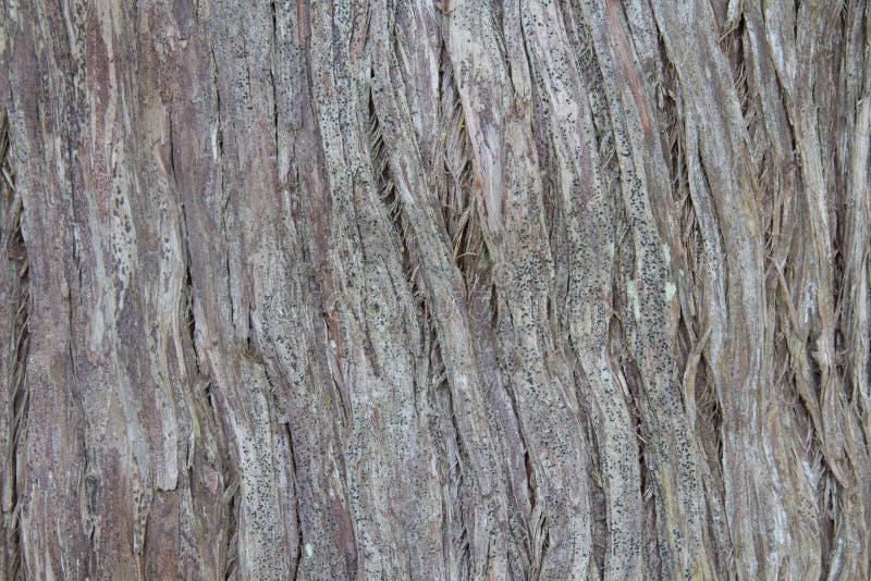 Tree surface stock image. Image of texture, skin, pattern - 33491681