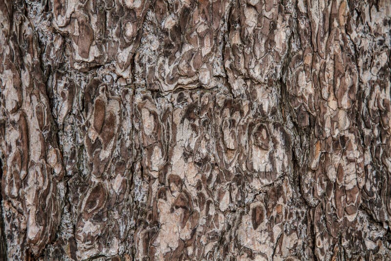 Tree surface stock image. Image of wood, natural, hardwood - 33491695