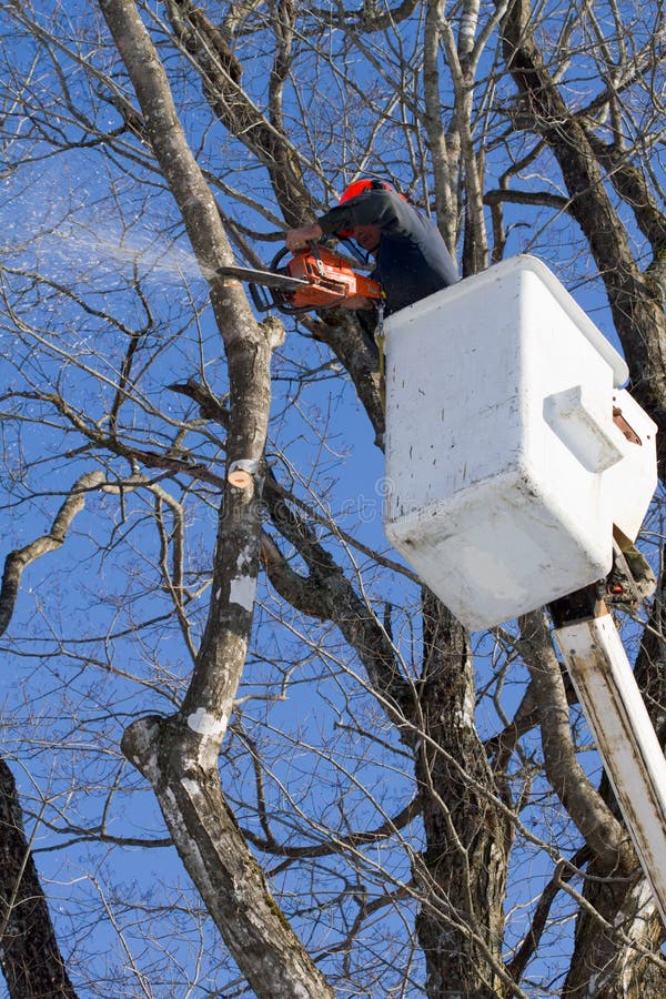 Professional Arborist Working in Crown of Large Tree Stock Photo ...