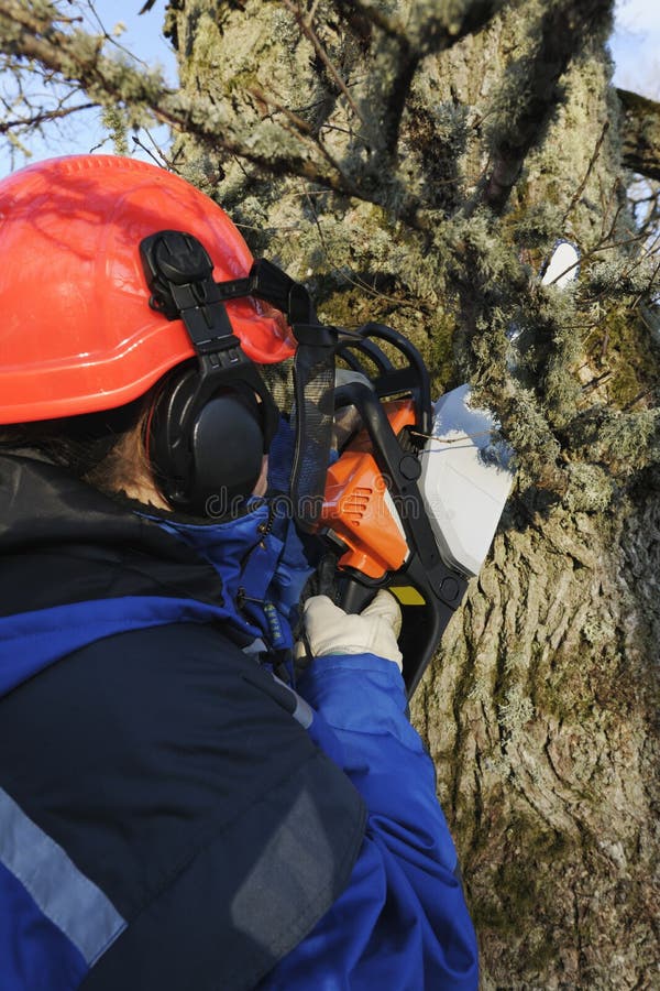 Tree-surgeon in action stock photo. Image of tools, forester - 8507958