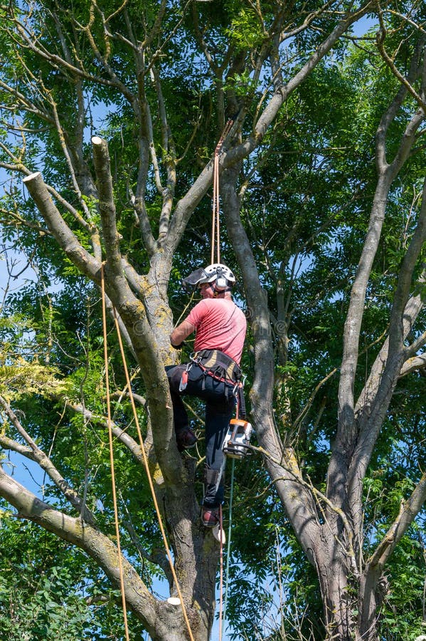 Tree Surgeon Pruning Large Tree Stock Image - Image of arborist ...