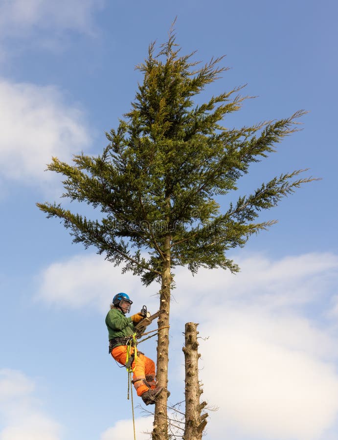 Tree Surgeon Arborist in a Harness Cutting Down a Tree. UK Editorial ...