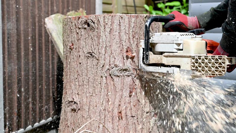 Cutting Up a Tree Stump with a Chainsaw Stock Video - Video of chainsaw ...