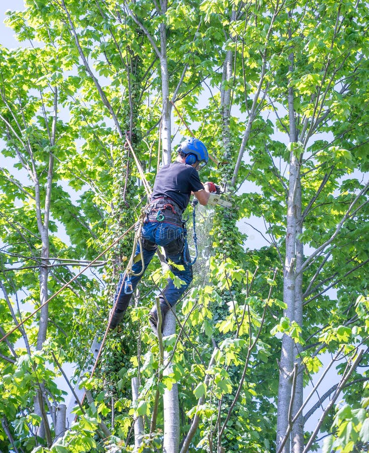 Cutting a Branch from a Tree Stock Image - Image of logger, harness ...