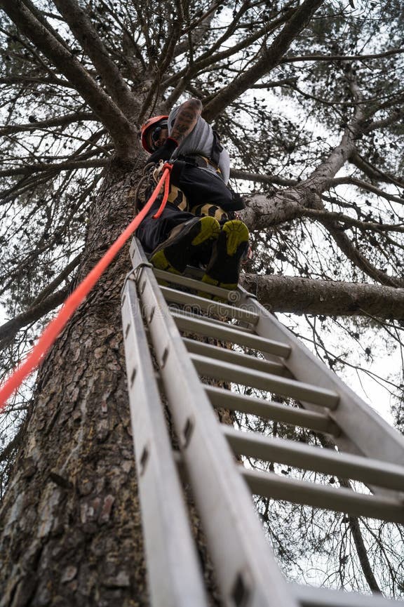 Tree Surgeon Climbing Ladder during Tree Pruning Stock Image - Image of ...