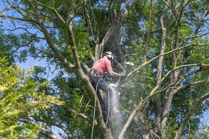 Tree Surgeon Cutting Tree Branch Stock Photo - Image of hardhat ...