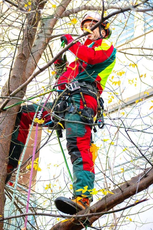 Tree surgeon editorial stock image. Image of cherrypicker - 35574774