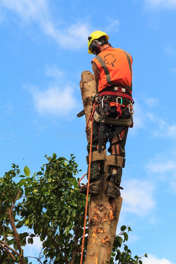 Tree Surgeon in High Vis Clothing in Cherry Picker Working on Poplar ...
