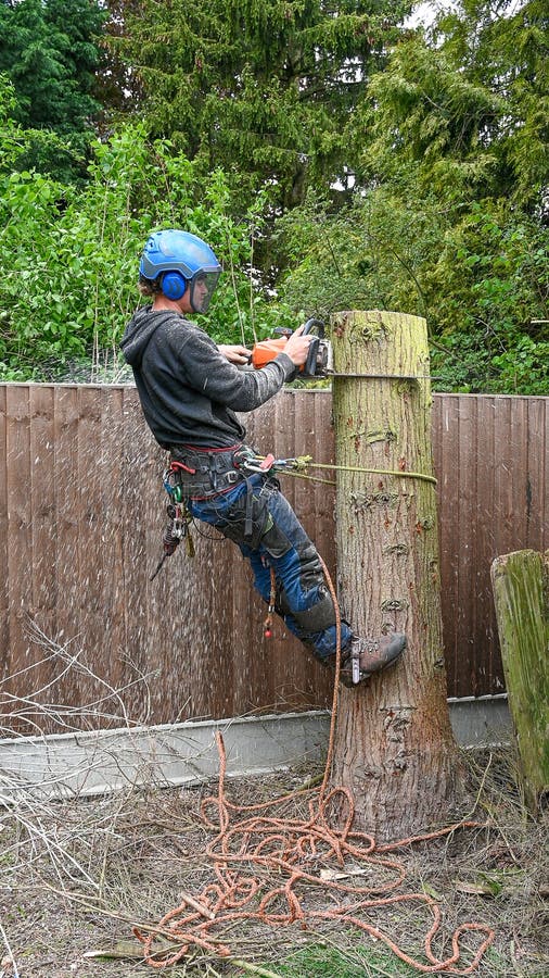 Tree Surgeon Cutting Up a Small Tree Stump Stock Photo - Image of ...