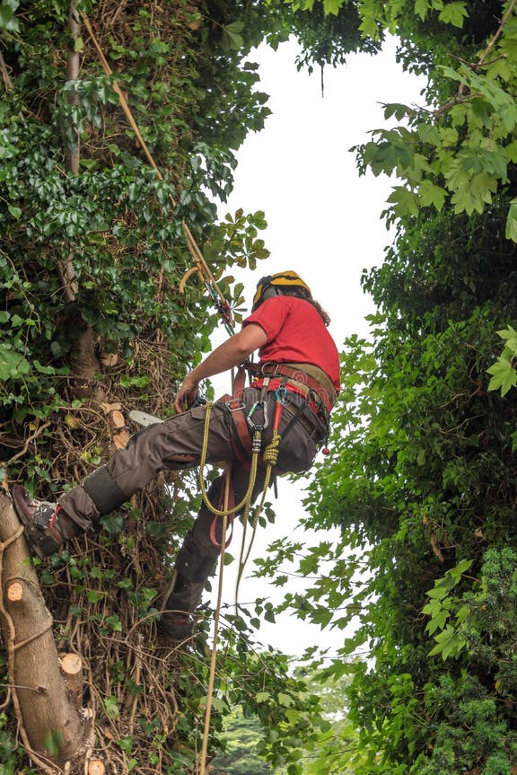 Tree Surgeon in a harness. stock image. Image of arboriculture - 123002149