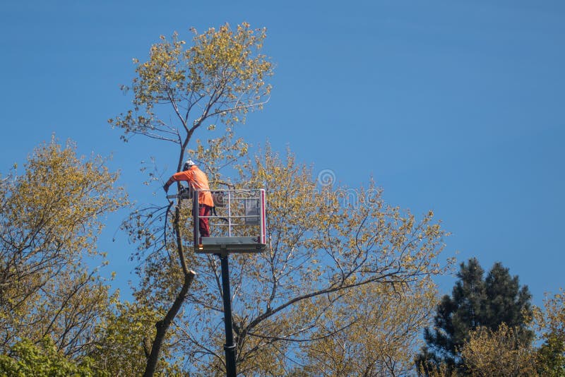 Tree Surgeon in High Vis Clothing in Cherry Picker Working on Poplar ...