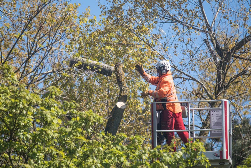 Tree Surgeon in High Vis Clothing in Cherry Picker Working on Poplar ...