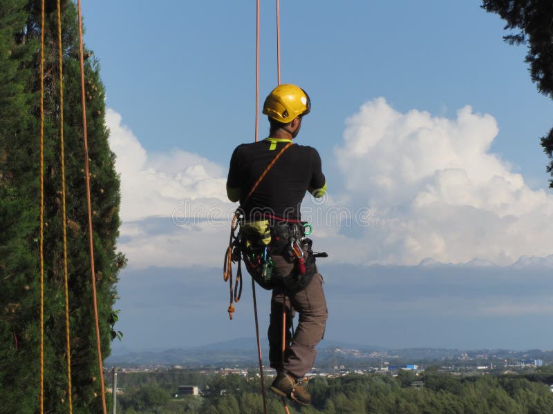 Tree Surgeon Lumberjack Hanging from a Big Tree Editorial Photography ...