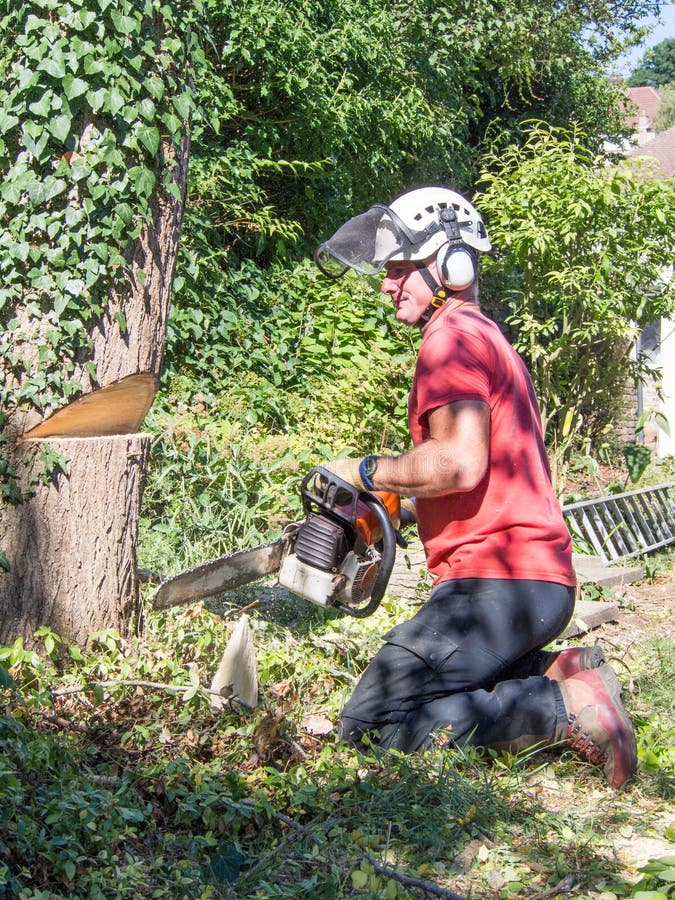 Making the First Cut in a Tree. Stock Photo - Image of helmet, sawing ...